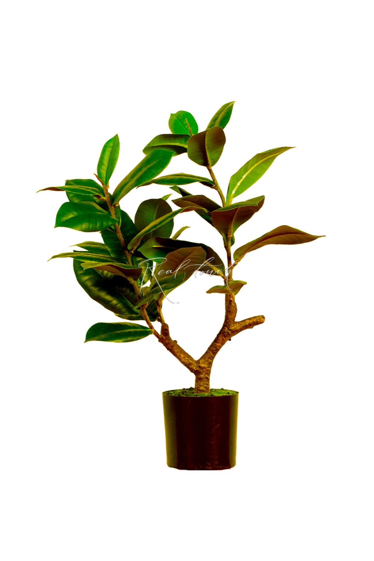 Ficus Elastica Melanie 51cm - green