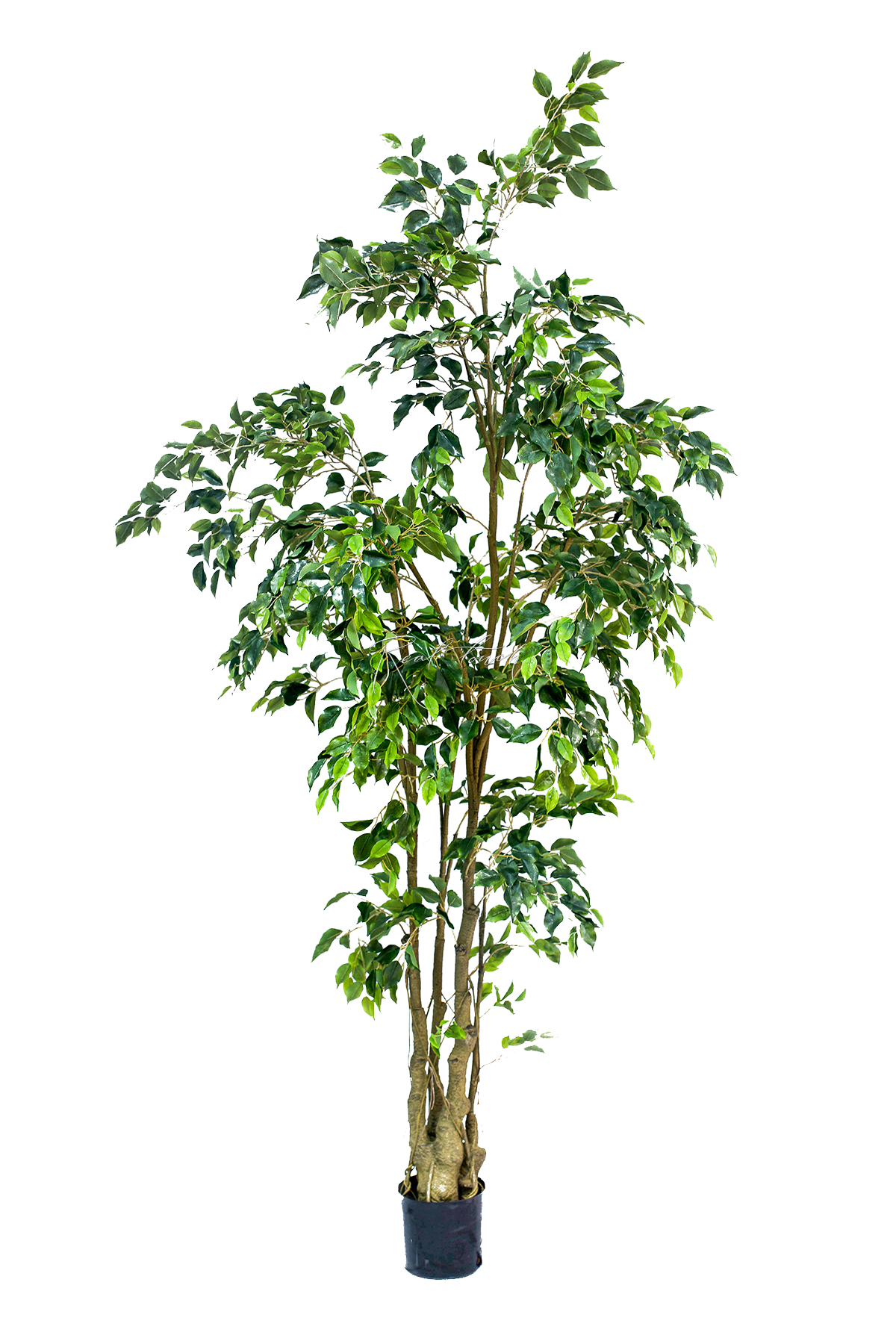 Artificial Ficus Benjamina 240cm - green
