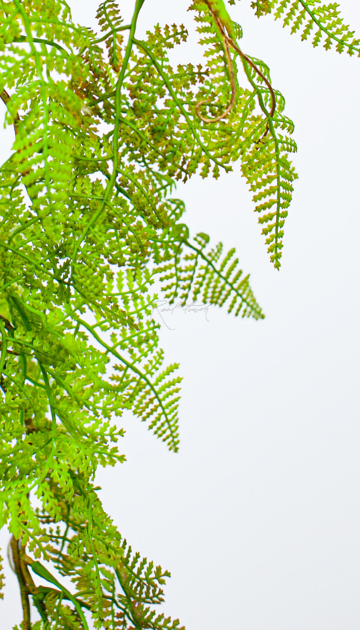 Alpine bulblet fern on a lignified stem - green